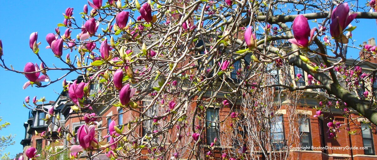 Boston Discovery Guide: Plan Your Boston Vacation