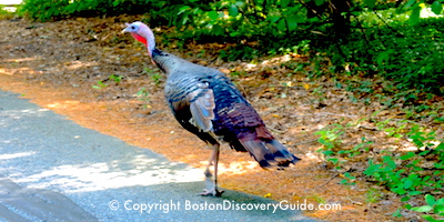 Thanksgiving Weekend Events in Boston 2018 | Nutcracker, Cruises, Black ...
