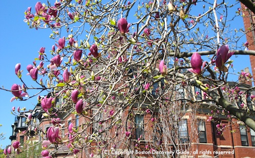 Boston Weather in April | Boston April Weather Forecast